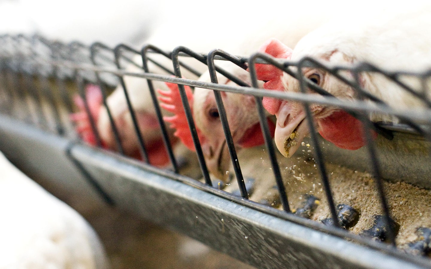 Home - Applied Bacterial Control