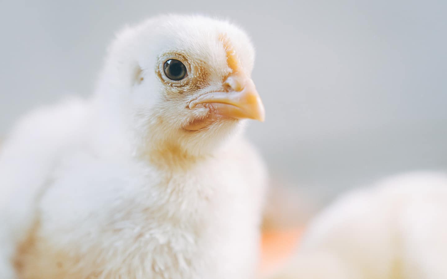 The importance of good gut health in broilers - Applied Bacterial Control